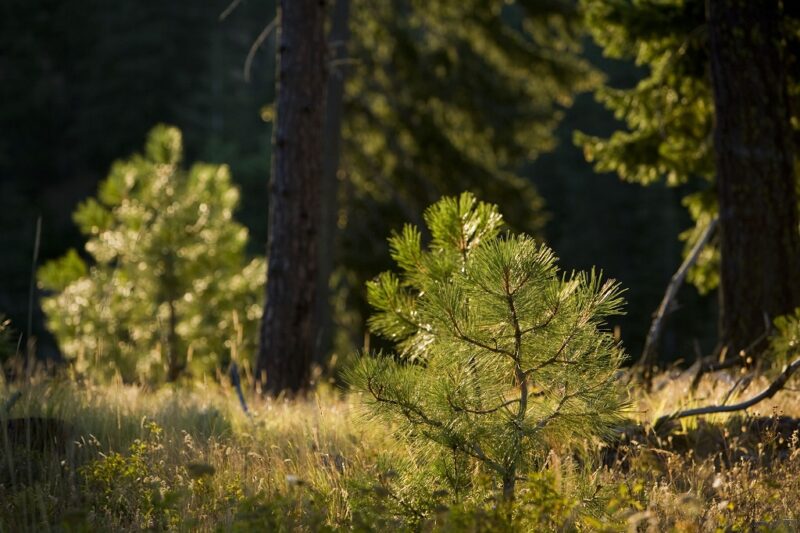 Skyline Ridge - New Homes and Lots in Cle Elum & Roslyn, Washington